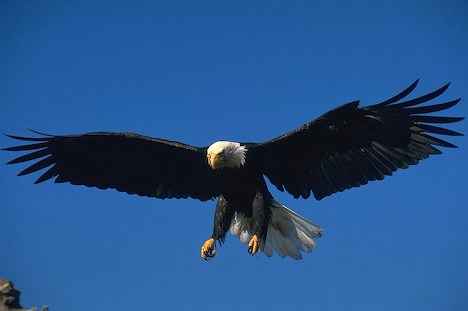 Be The Benchmark: The Story of the Eagle's Rebirth