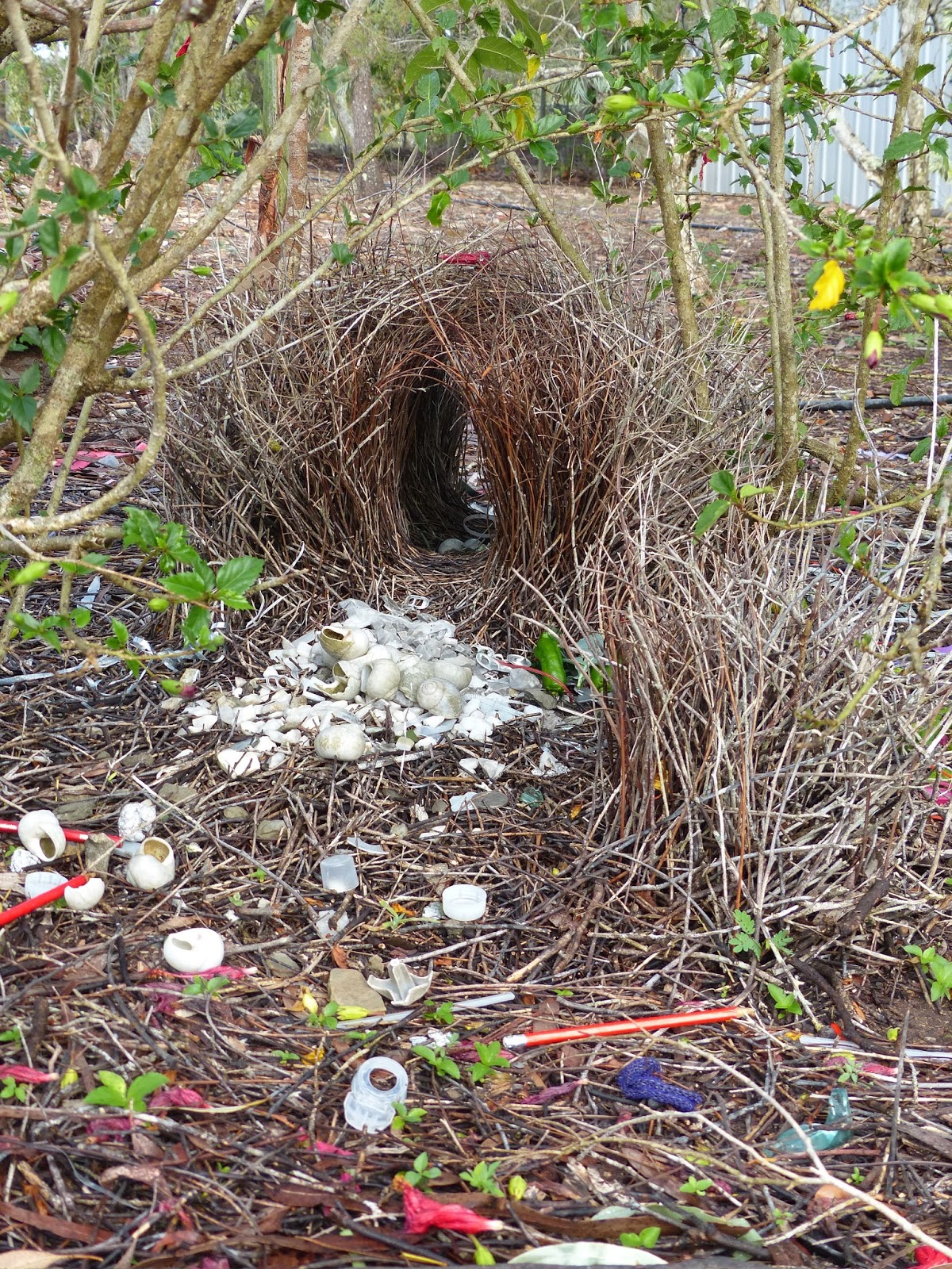 A.W.Birder: Always on the lookout for fine birds...: Australian ...