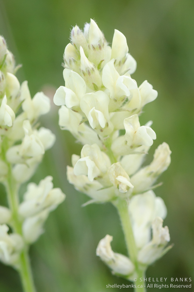 Prairie Wildflowers: Late Yellow Locoweed: Creamy white July flowers