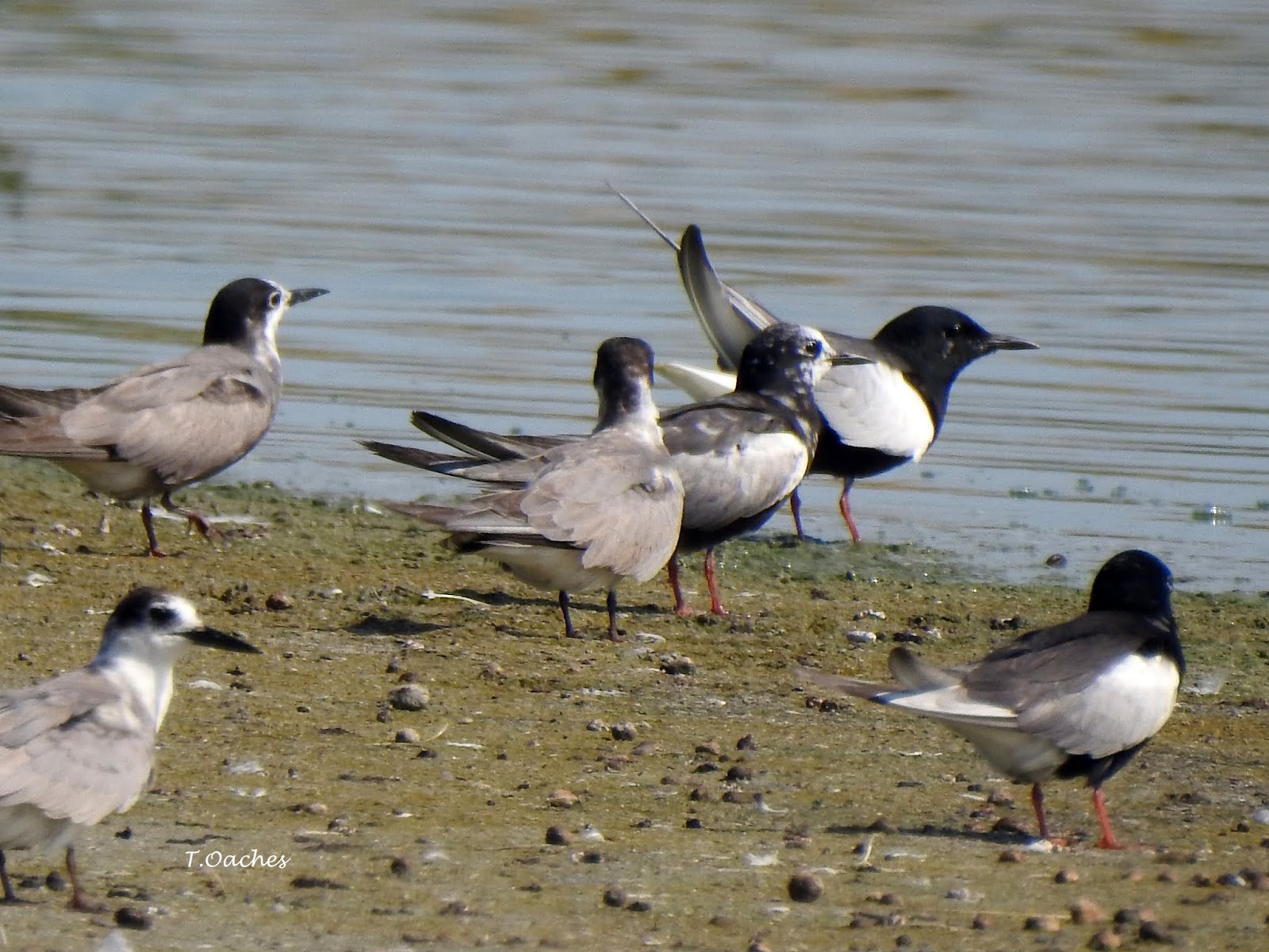 PASARI DIN ROMANIA: CHIRIGHITA CU ARIPI ALBE, Chlidonias leucopterus