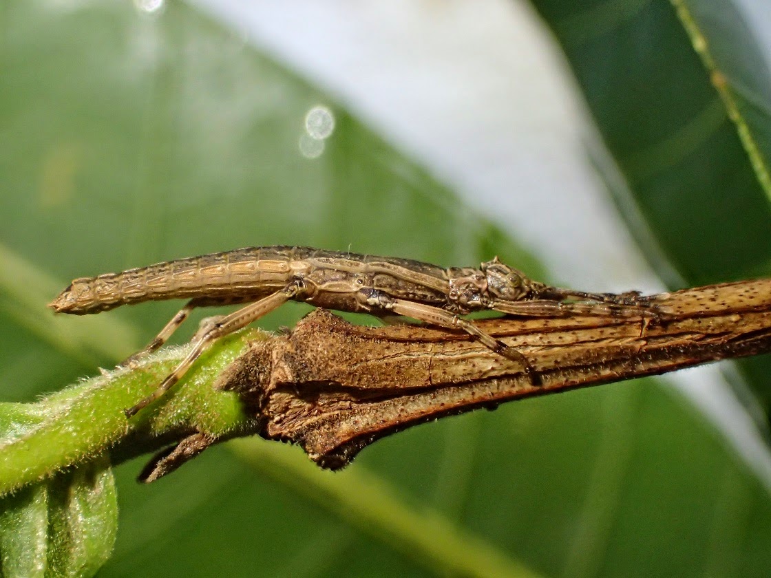 Freaky Phasmids: Dares philippinensis