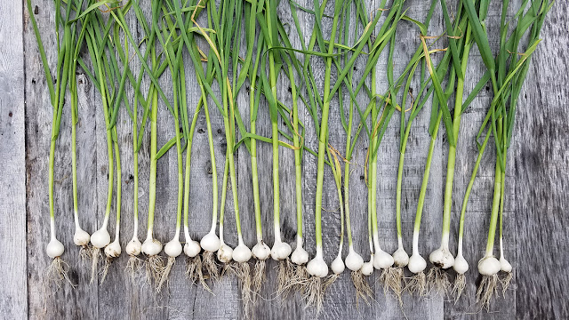 66 Square Feet (Plus): The stinking rose