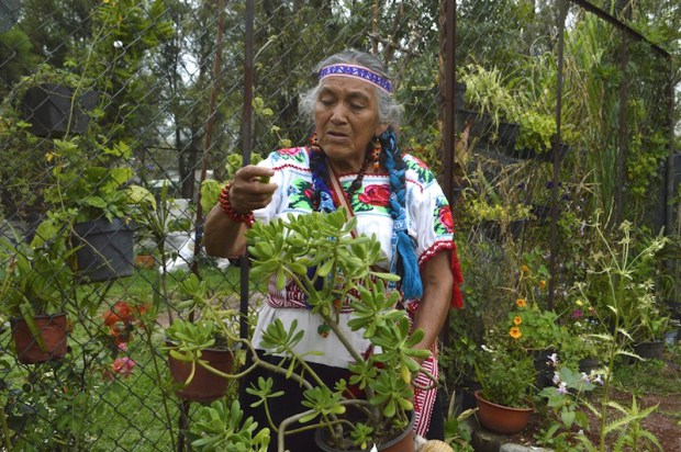 Plantean Incluir Medicina Tradicional En Ley General De Salud ~ Mira Tu
