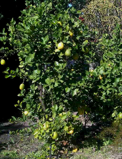 the gardens at de Klippen Valleij: Citron Tree