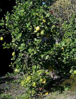 the gardens at de Klippen Valleij: Citron Tree