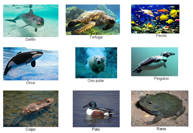 Clasificación de los seres vivos: Clasificación de los seres vivos ...