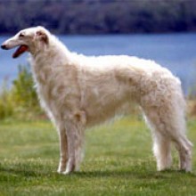 El perro Borzoi (galgo Ruso) | Perros callejeros