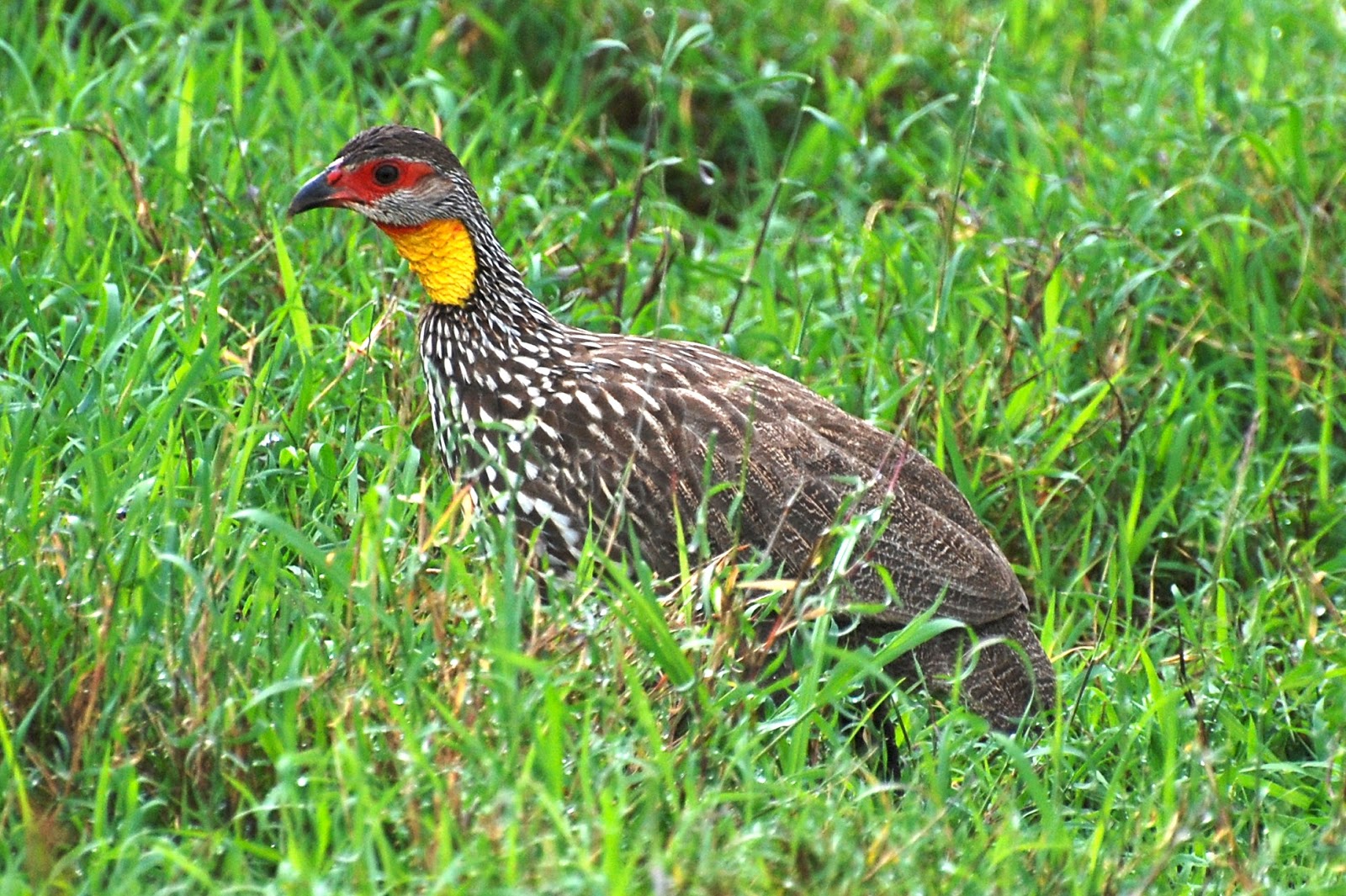 Our Adventures: Favourite Kenyan birds...