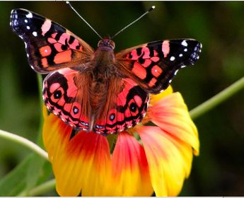 Mariposario-“la interacción con la naturaleza”
