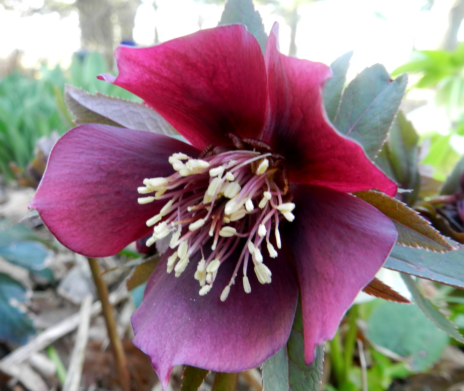 Prairie Rose's Garden: March Bloom Day: An Early Spring