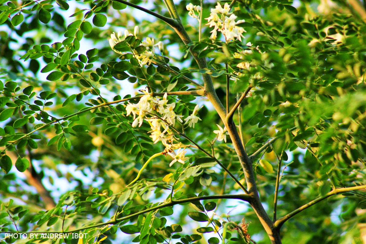 Ako si ANDREW IBOT!: Malunggay (Moringa oleifera Lam.)
