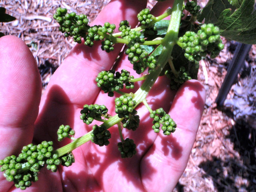 Xtremehorticulture of the Desert: Keep the Birds Out of Ornamental ...