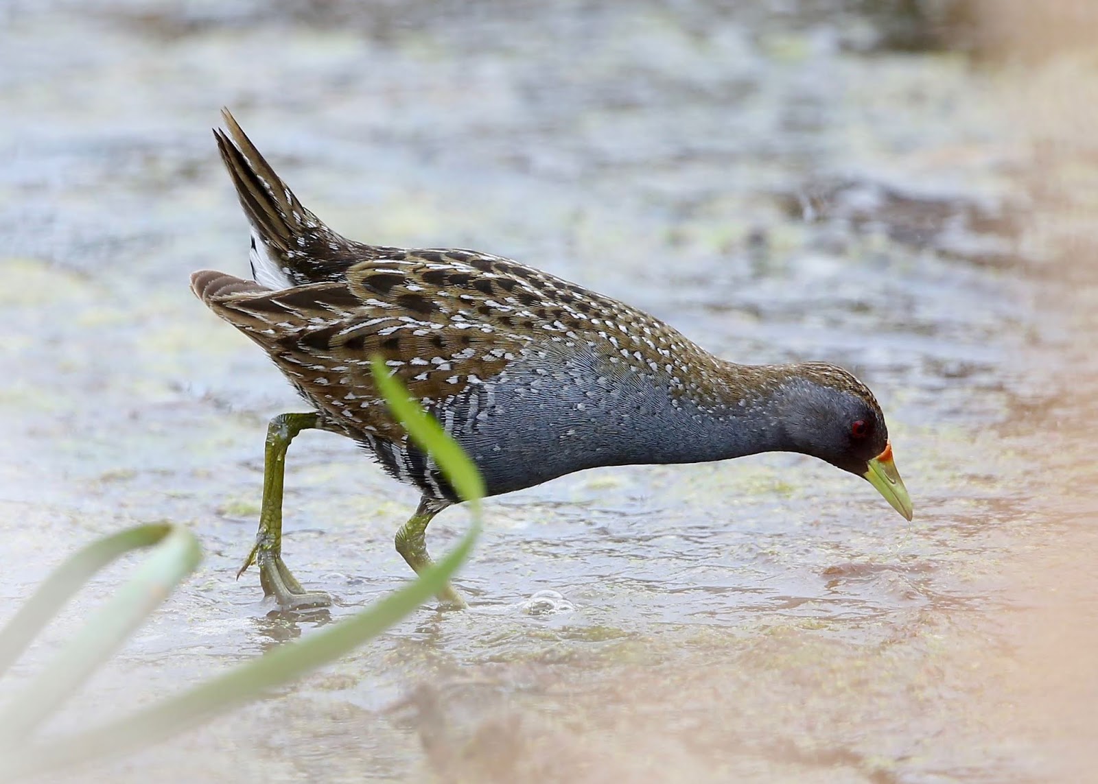 Avithera: Crakes
