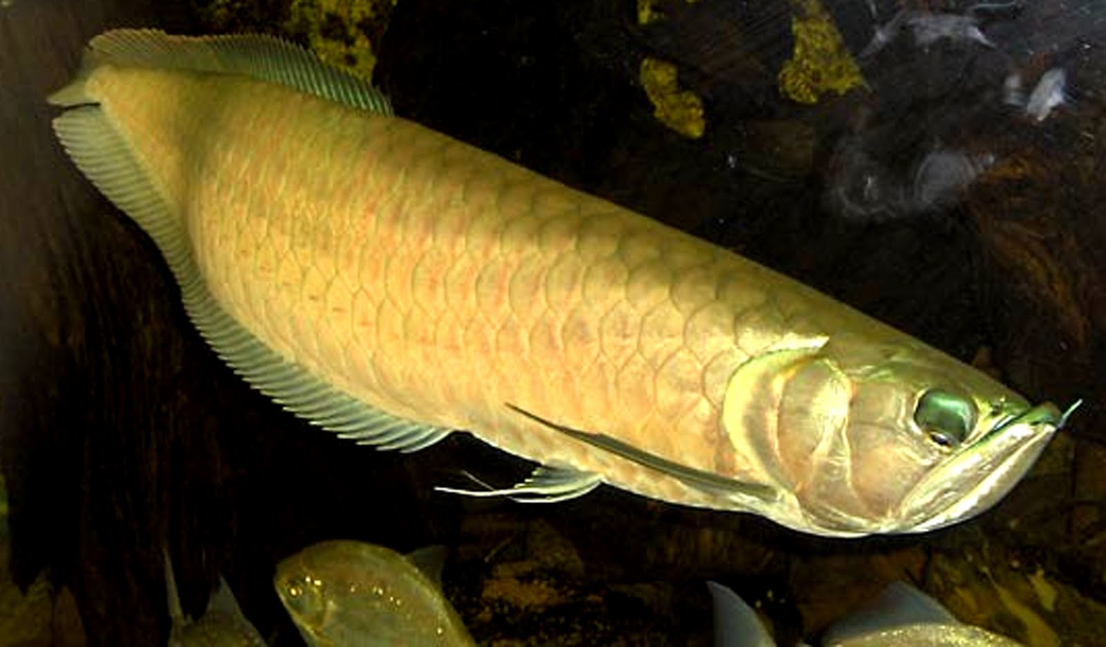 CRIATURAS Y HUMANOIDES: PECES ALUCINANTES EN EL AMAZONAS