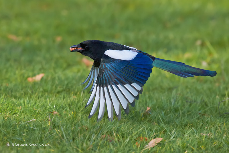 Wildlife Photographic Journals