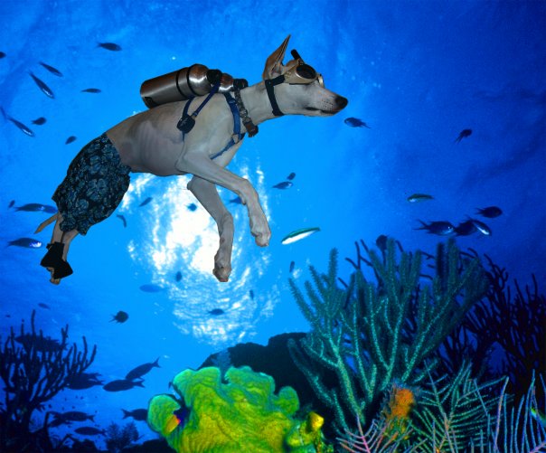 Even Dogs Dig Scuba Diving