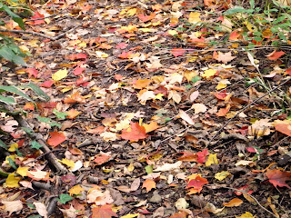 Fall Day October 8th, 2012