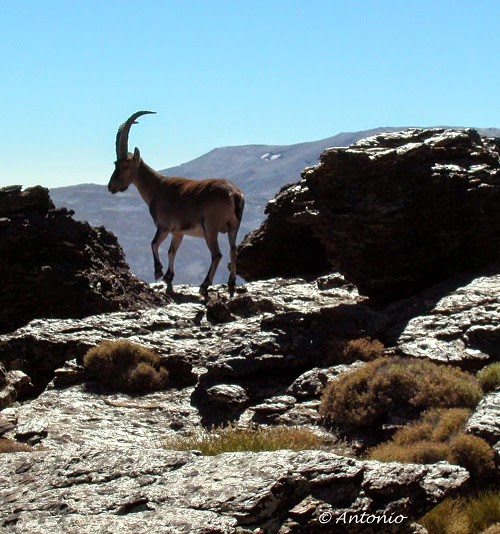 Biodiversidad Costa Granadina y ... (Fauna): La cabra montés de Sierra ...