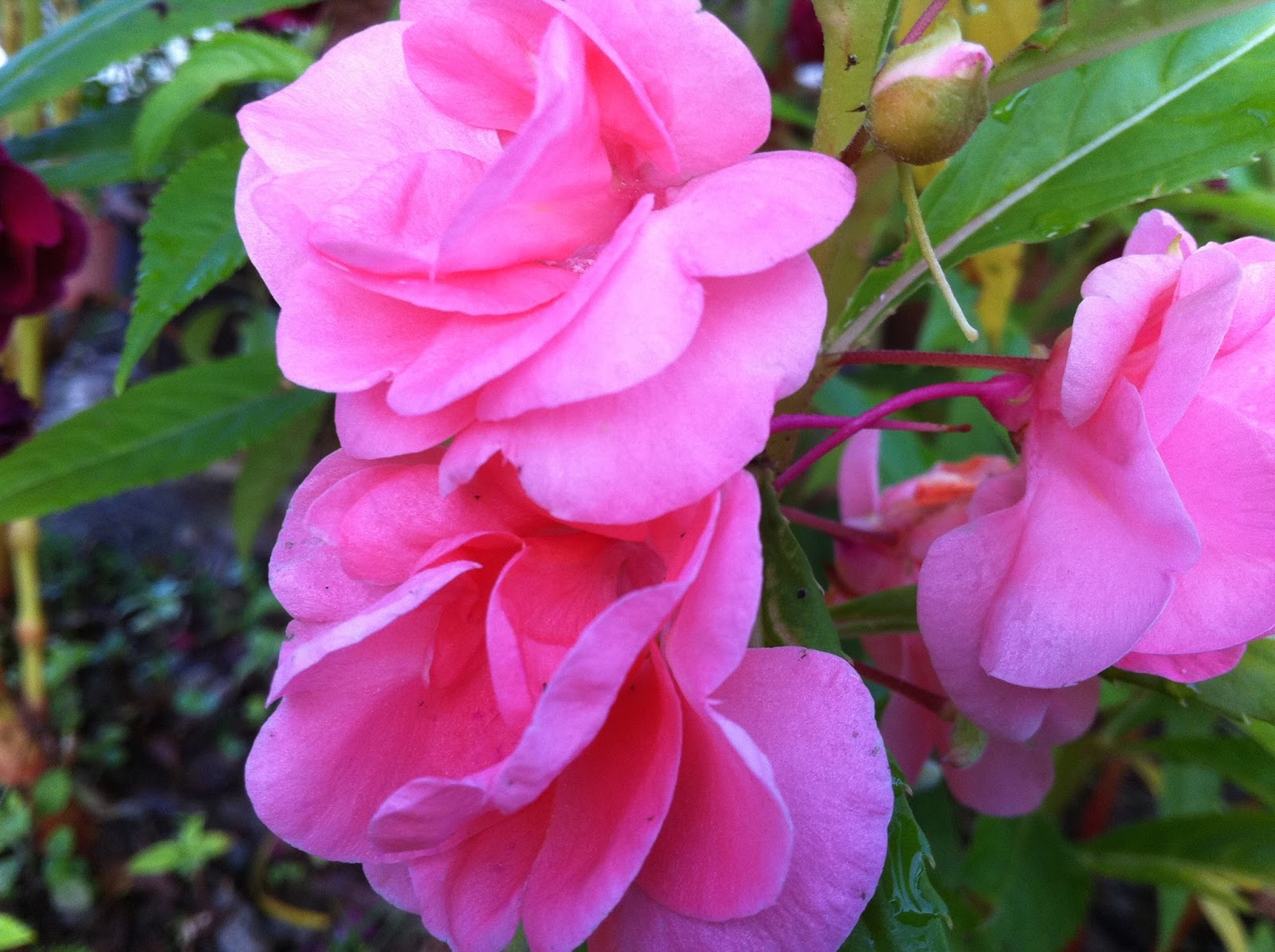 Menjual biji /anak benih/ keratan / bulbs : bunga keembung berlapis ...