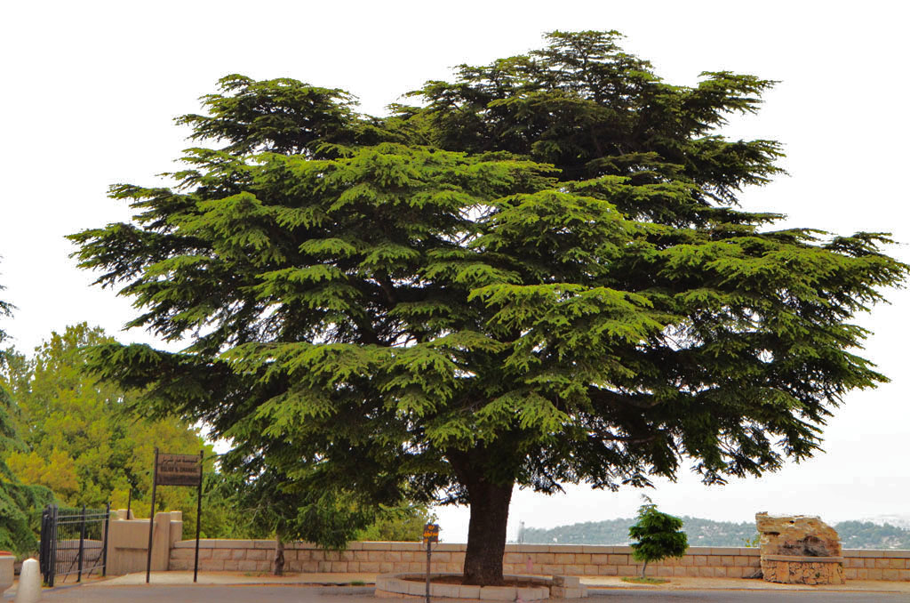 Our Beautiful World: Cedar Tree