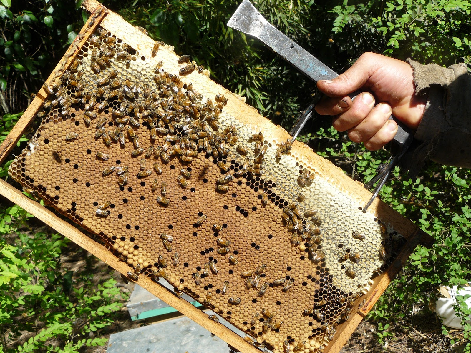 DELIVERY DE LA COLMENA