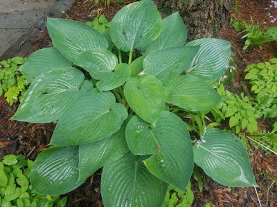 Future Plants by Randy Stewart: Hosta