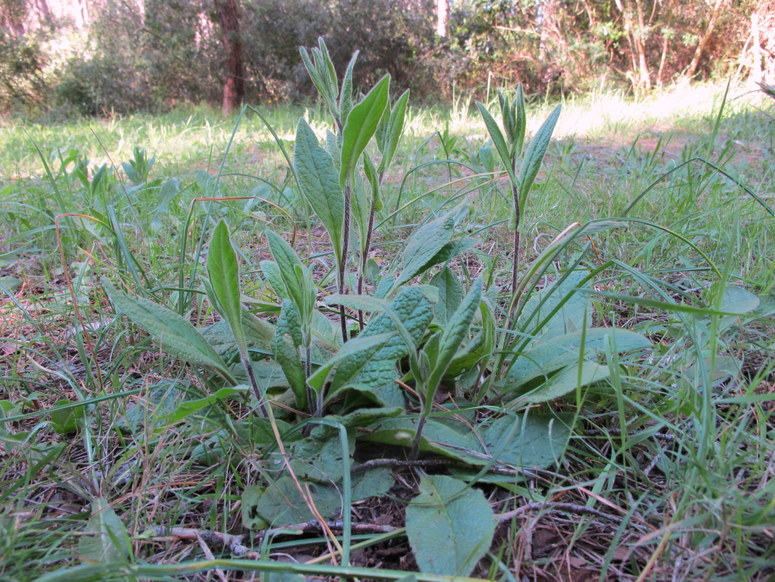 FLORA NEL SALENTO e.. anche altrove: Pulicaria odora (L.) Rchb ...