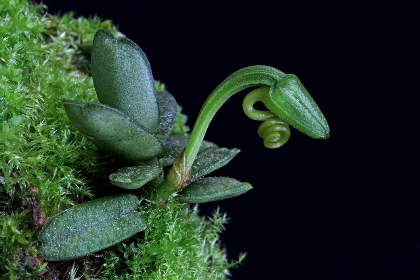 Orchids in Bloom: Angraecum breve