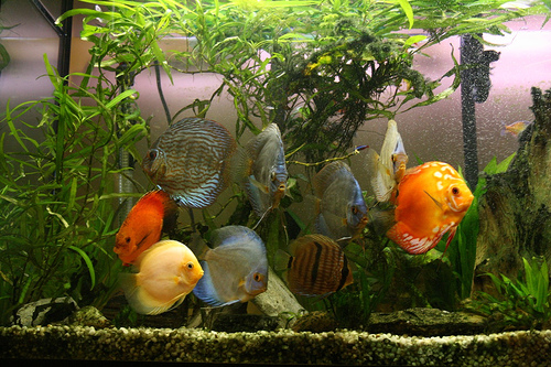 Nature Lover: Discus Fish