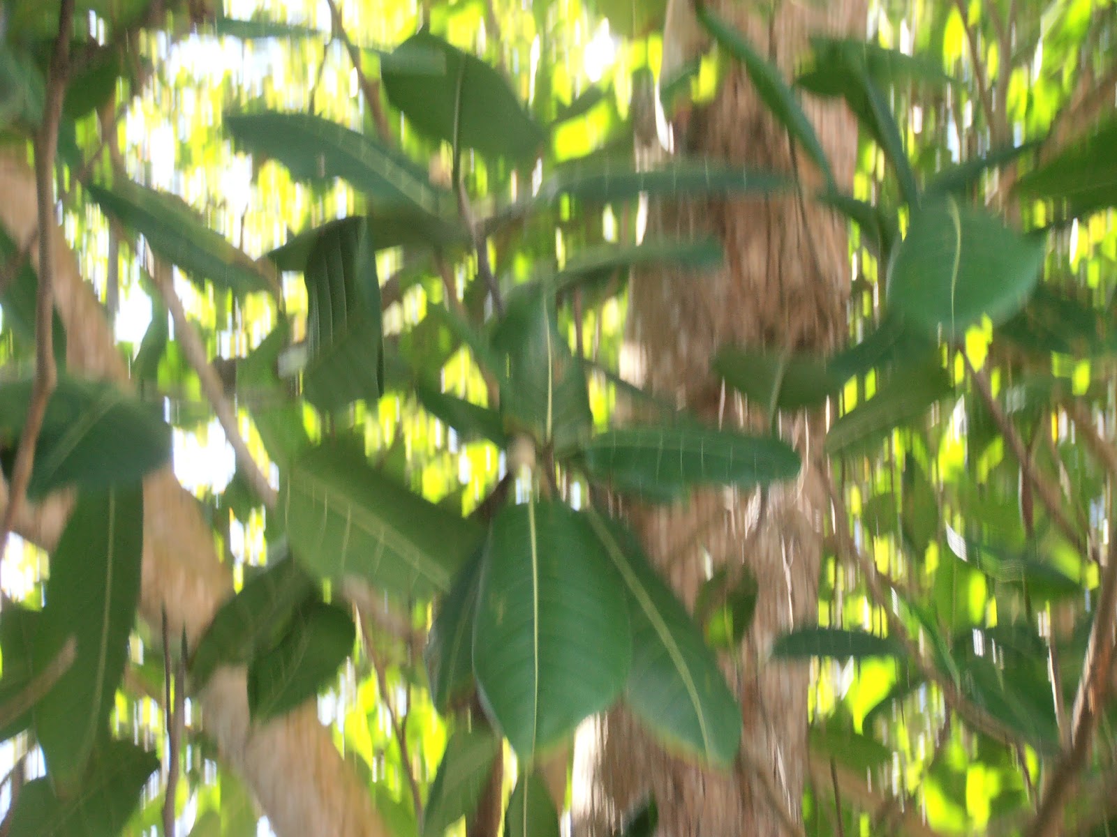 Flora de Puerto Rico Ilustrada Papo Vives: MORACEAE FICUS STHALII ...