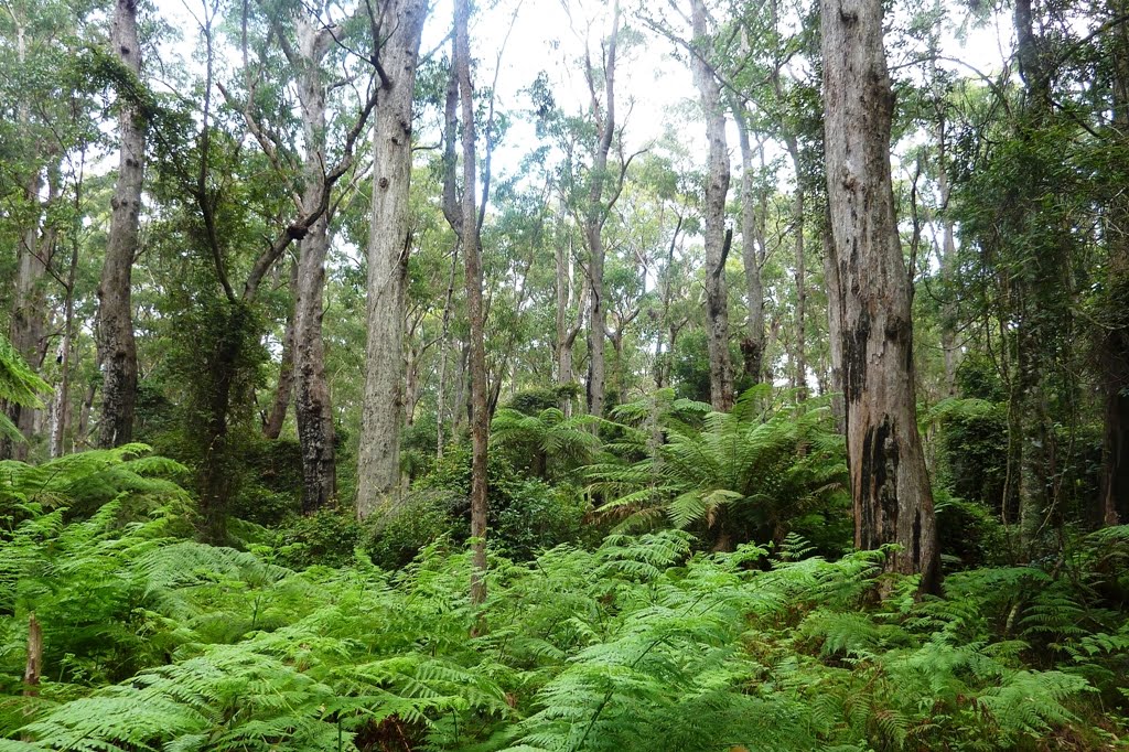 National Park Odyssey: Fern Tree Forest Walk, Mulligans Campground ...