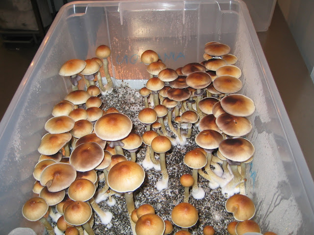 Magic Mushroom Pictures