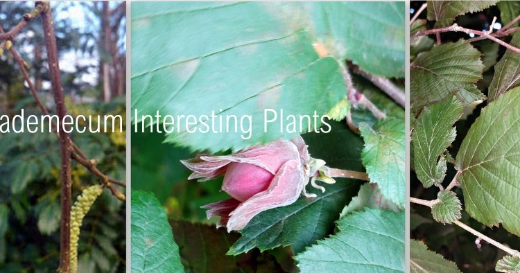 Vademecum Interesting Plants: Corylus avellana - Leszczyna pospolita ...