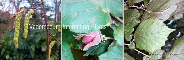 Vademecum Interesting Plants: Corylus avellana - Leszczyna pospolita ...