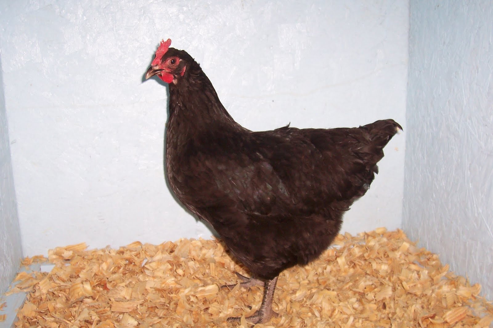 Java breeders: Uniontown Poultry Association's Spring Show has Java Meet