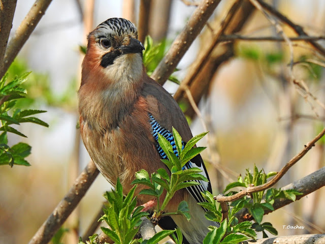 PASARI DIN ROMANIA: GAITA, Garrulus glandarius