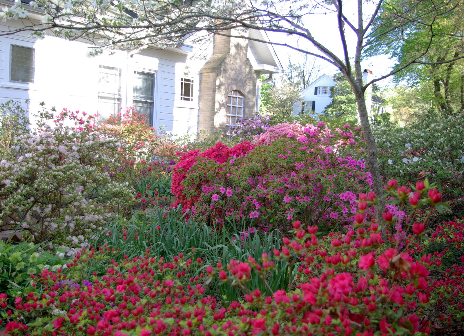 sweetbay: Blooming Friday ~ Sisters' Garden