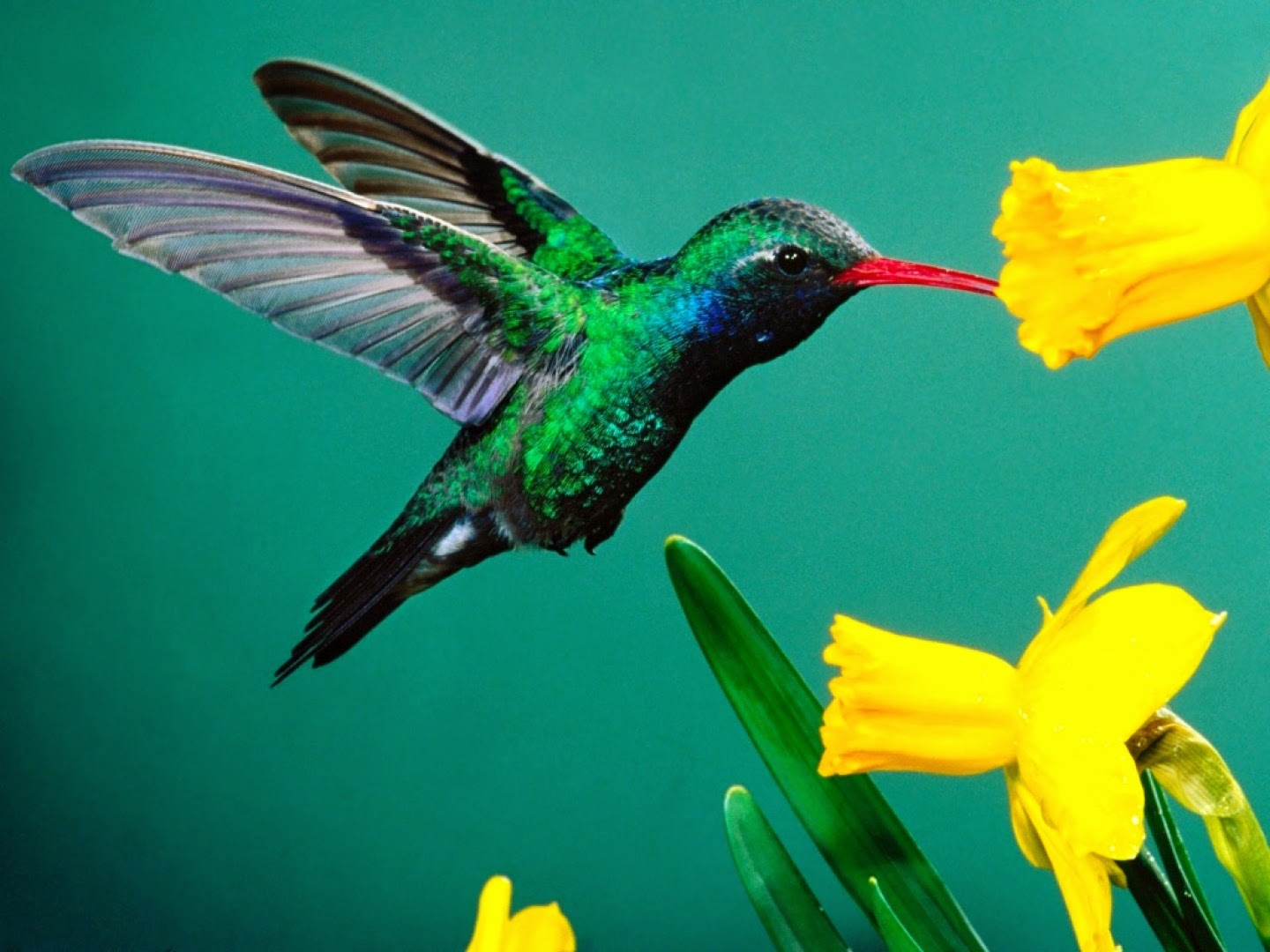 COLIBRI