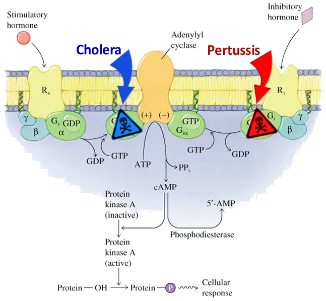 Pertussis toxin; IAP Pertussis Toxin; Islet-Activating Protein; Pertussigen