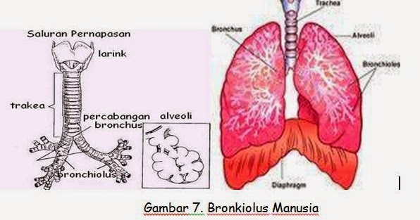 Anak cabang batang tenggorok (Bronkiolus) | Pustaka Pandani