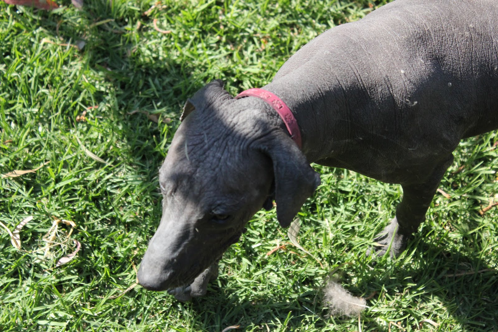 True Mexican Life: Xoloescuincles