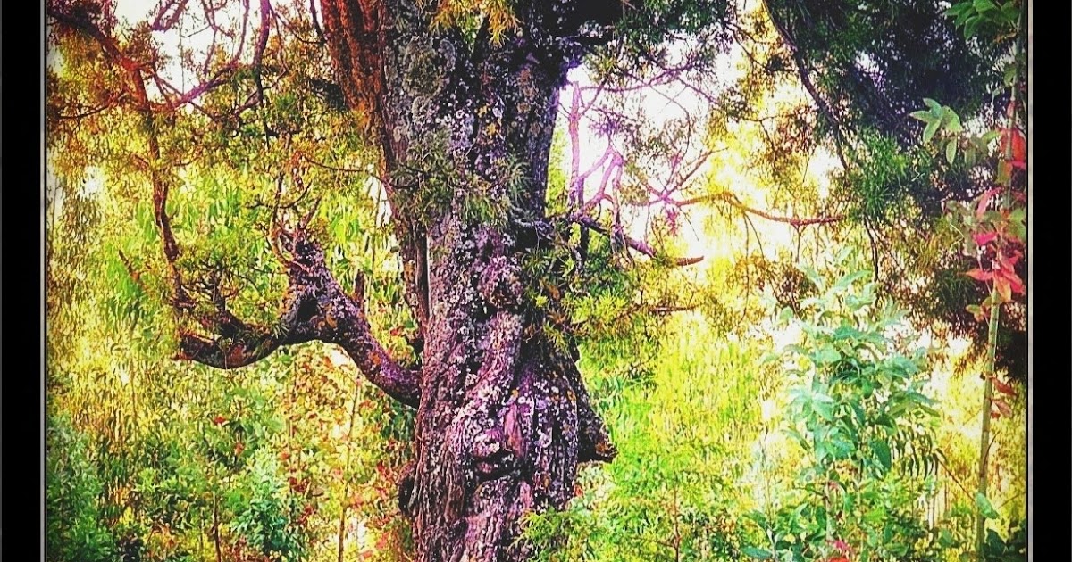 Podocarpus falcatus (P. gracilior)