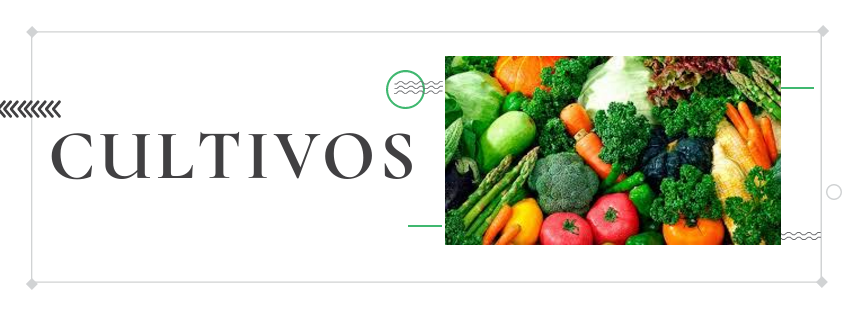 Berenjena - Cultivos