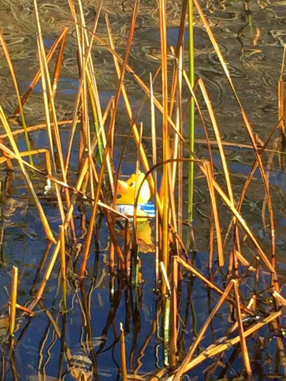 Kayaking Across Ohio: Timbre Ridge Lake: Zenlike Serenity