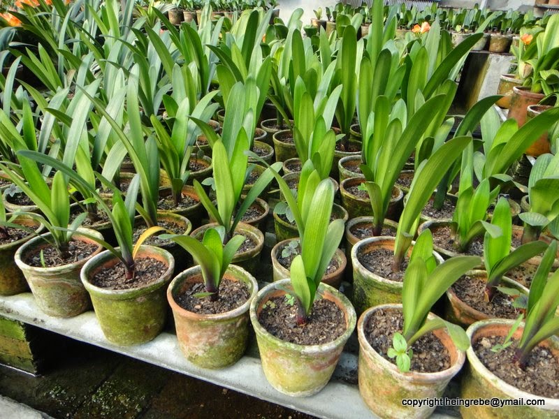 Sharing flower bulb information: First Clivia Mirabilis to flower in ...