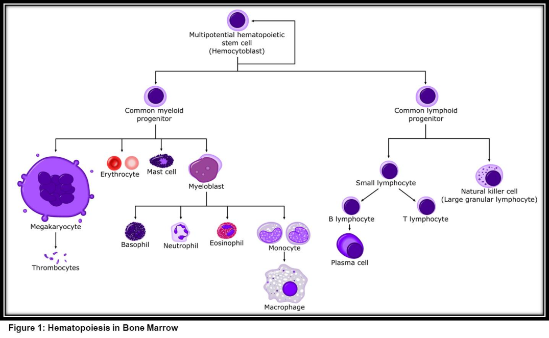 War and Peace - My CIDP Journey to HSCT in Moscow, Russia