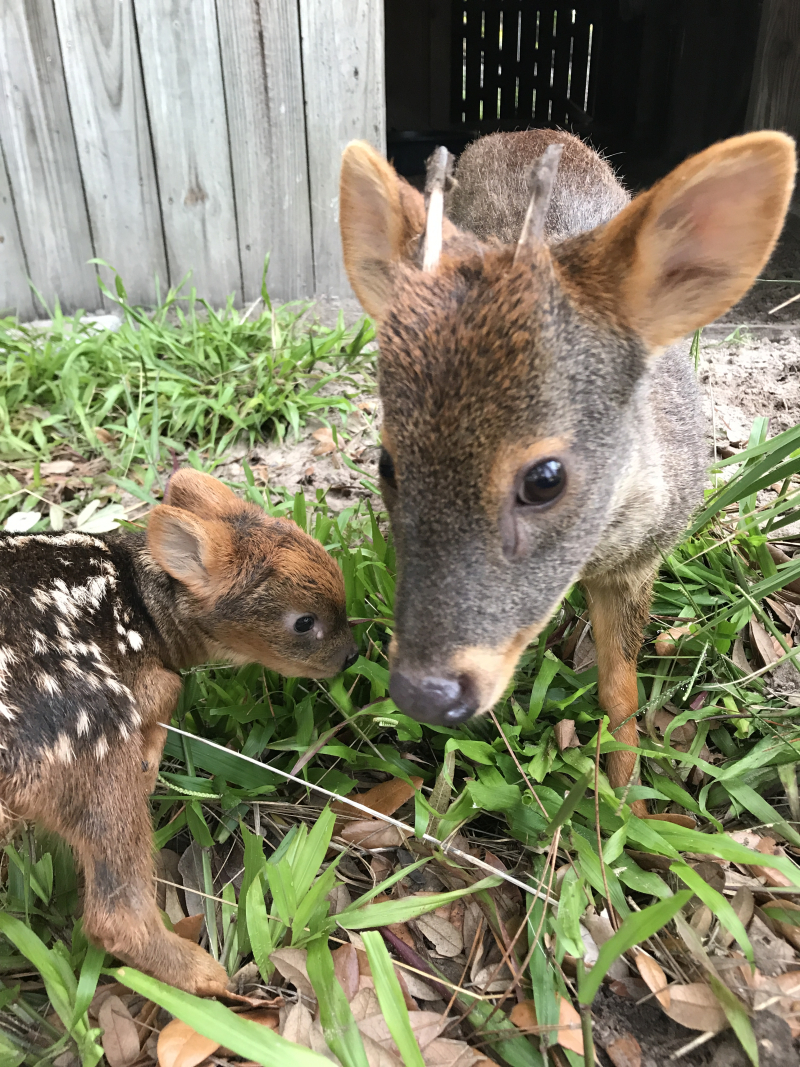 Hullabaloo: Friday Night Soother:Pudu!