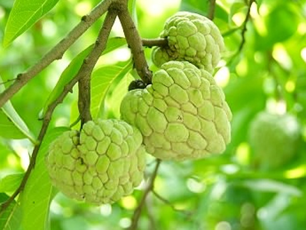 Budidaya Buah Srikaya ~ Koperasi Tani Tuwed