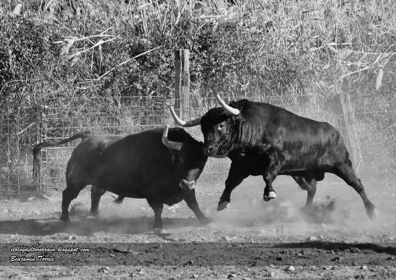 El Blog del toro bravo.: Pelea a muerte...