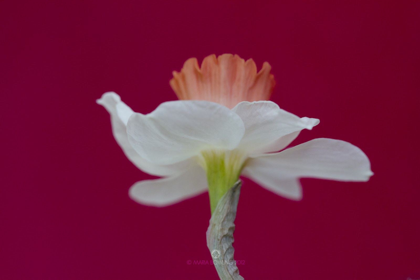 Pretty Medicine : Narcissus